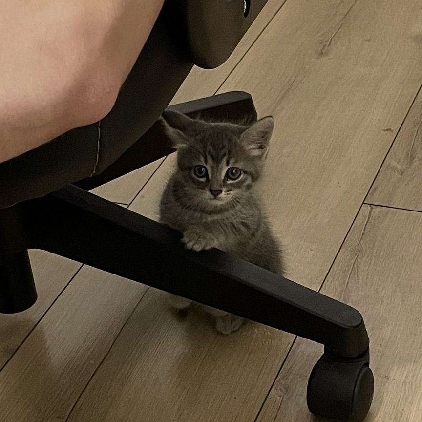 Котенок девочка в добрые руки