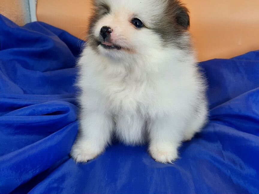 Патиколорный шпицемалыш