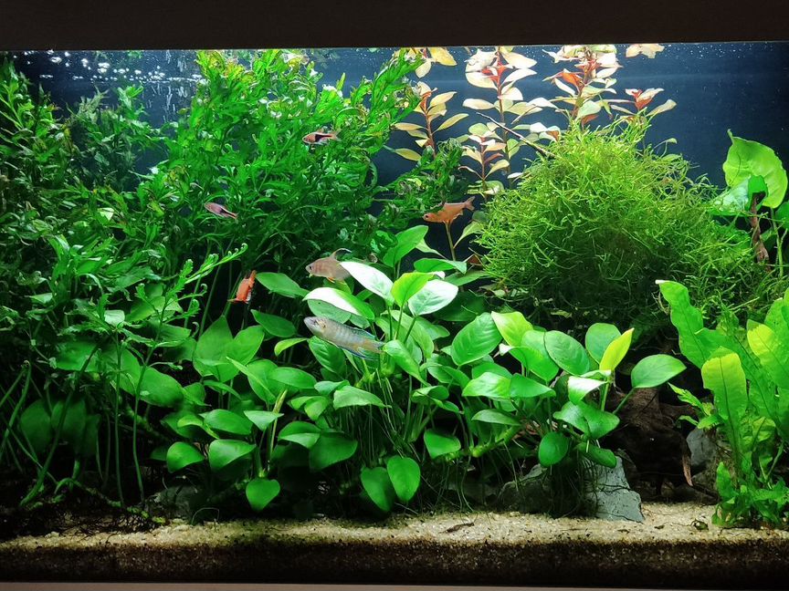 Аквариум с растениями и рыбками