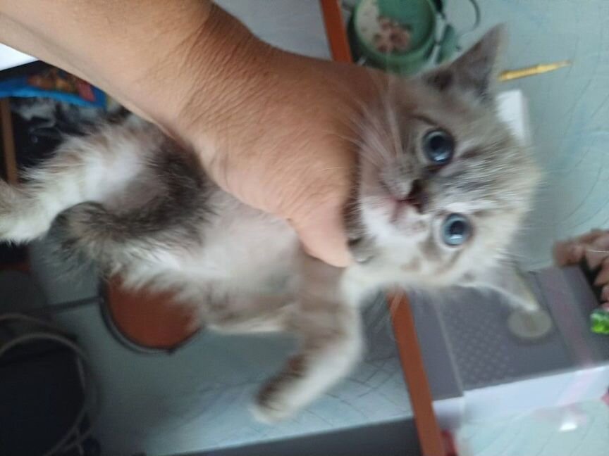 Славные малыши от Невской маскарадной И брит