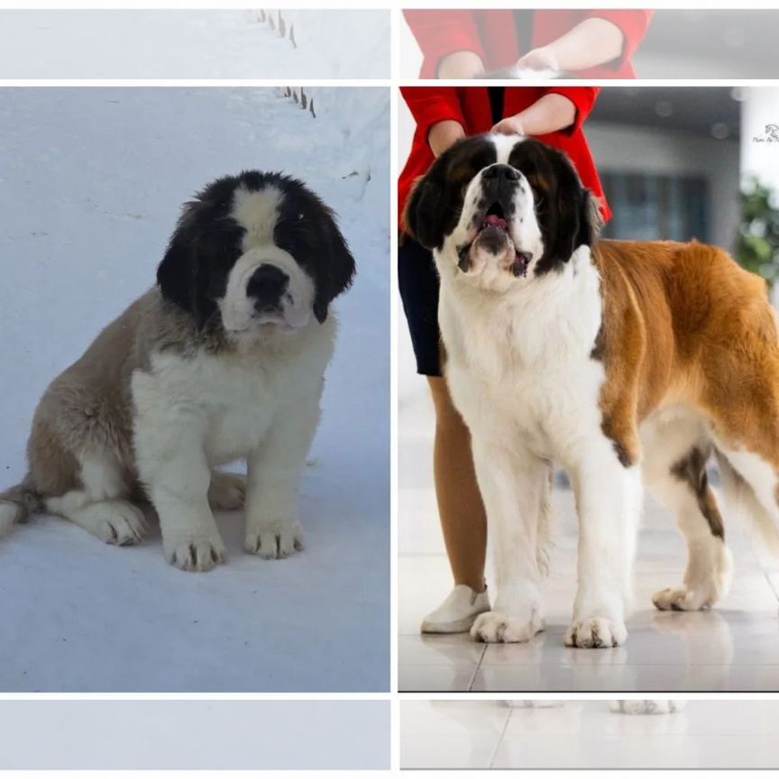 Сенбернар, щенок