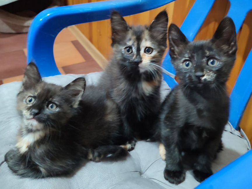 Краповые котята в добрые руки