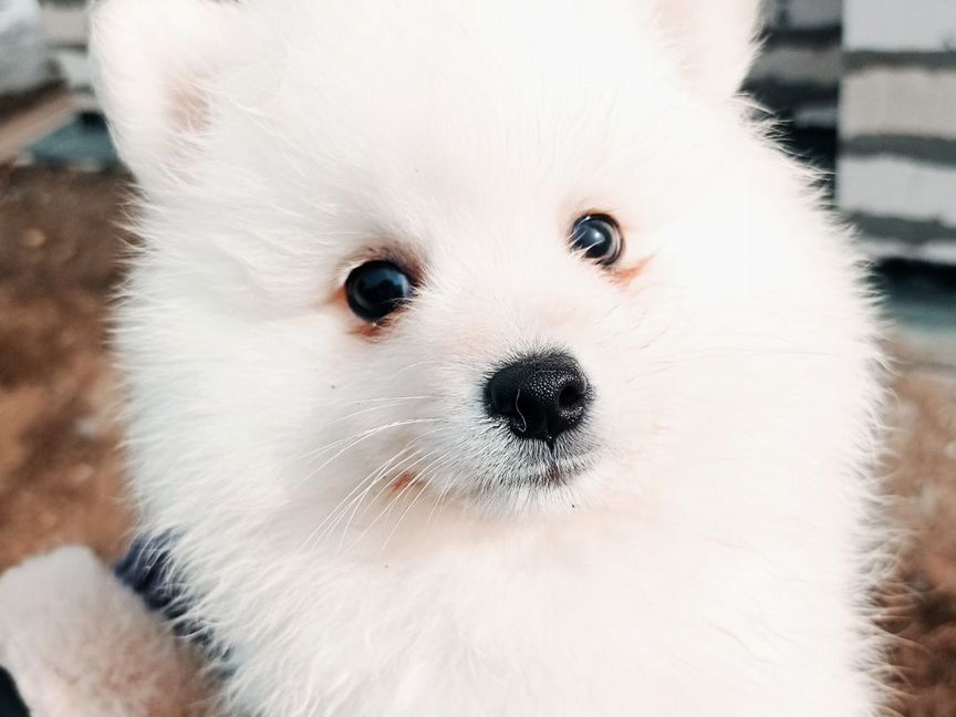 Белые пушистики яш