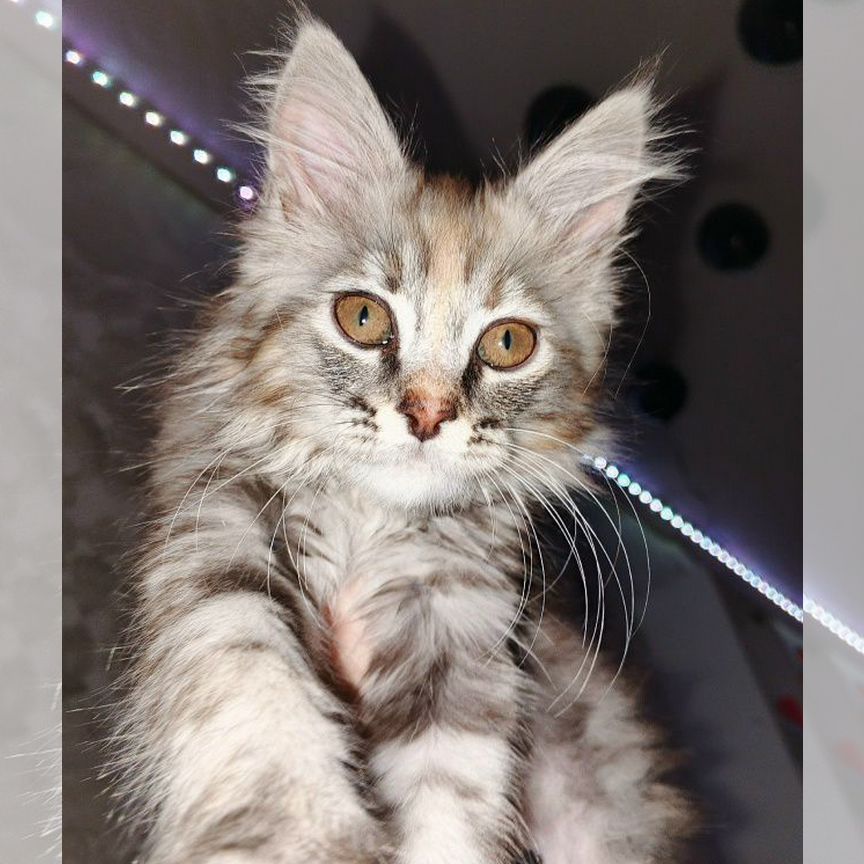 Мейн-кун котёнок