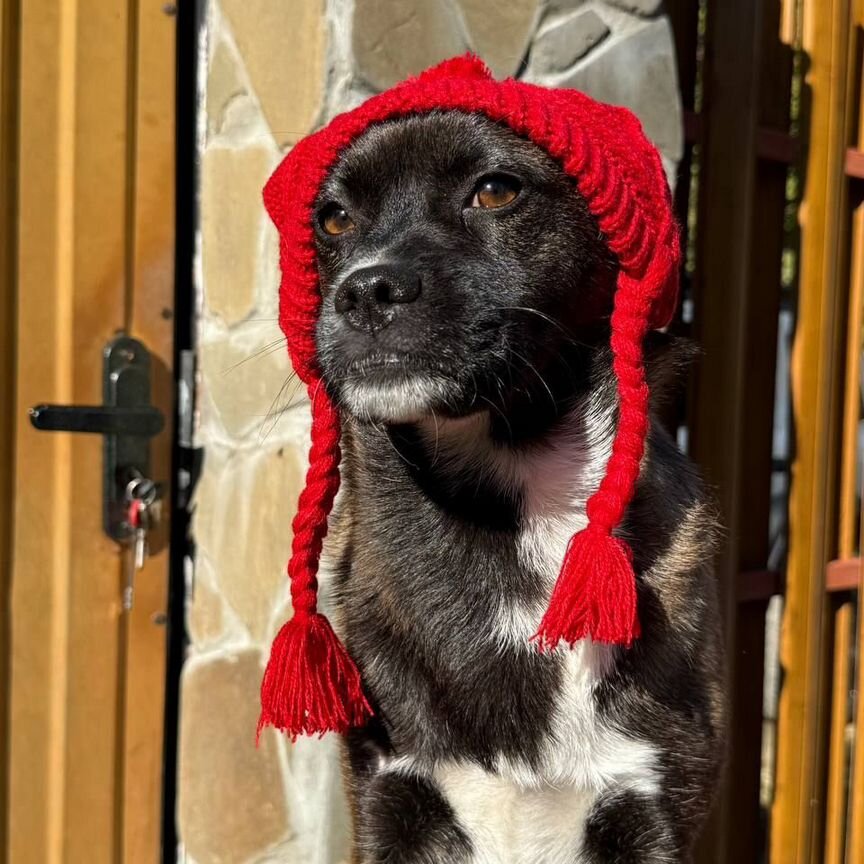 Собака в добрые руки (девочка)