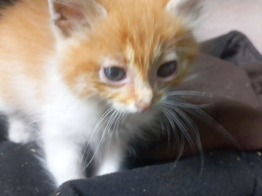 Рыжий котенок в добрые руки бесплатно