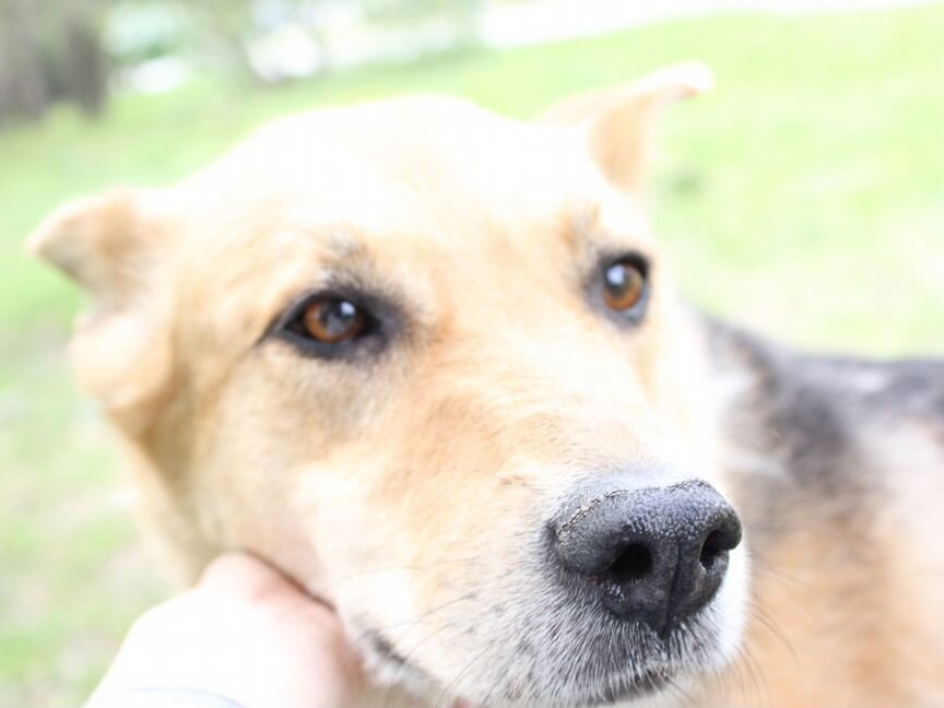 Собака в добрые руки отдам бесплатно из приюта