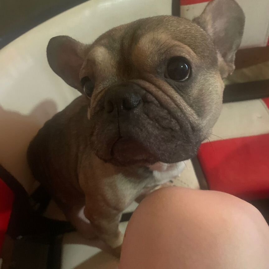 Французский бульдог, взрослый пёс