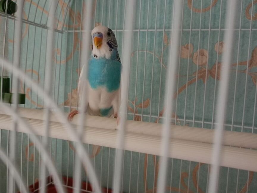 Волнистый попугай