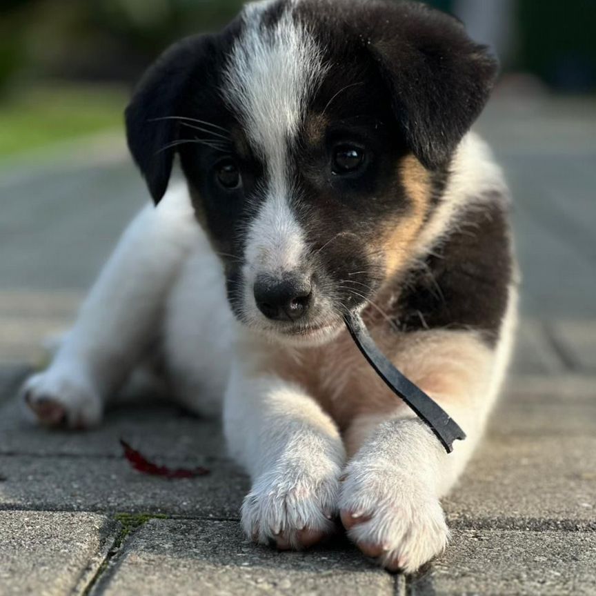 Щенок в добрые руки