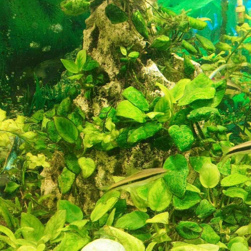 Камень песчаник с анубиасам на нем