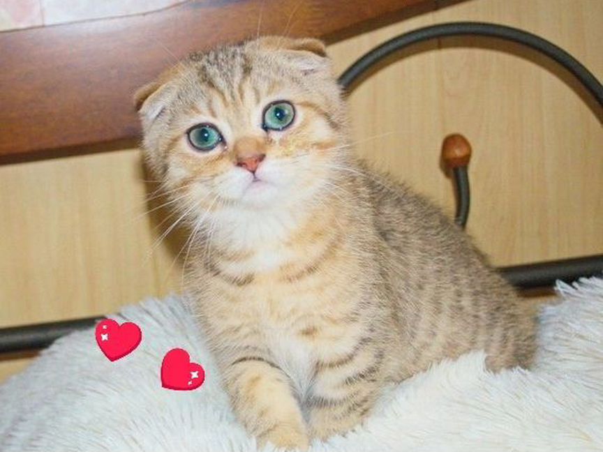 Шотландские вислоухие кошечки