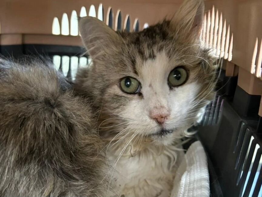 Котик с трудной судьбой