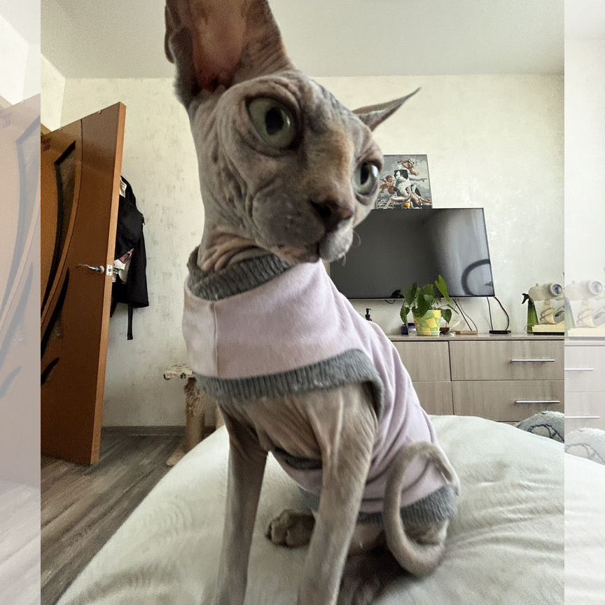 Одежда для кошек бу