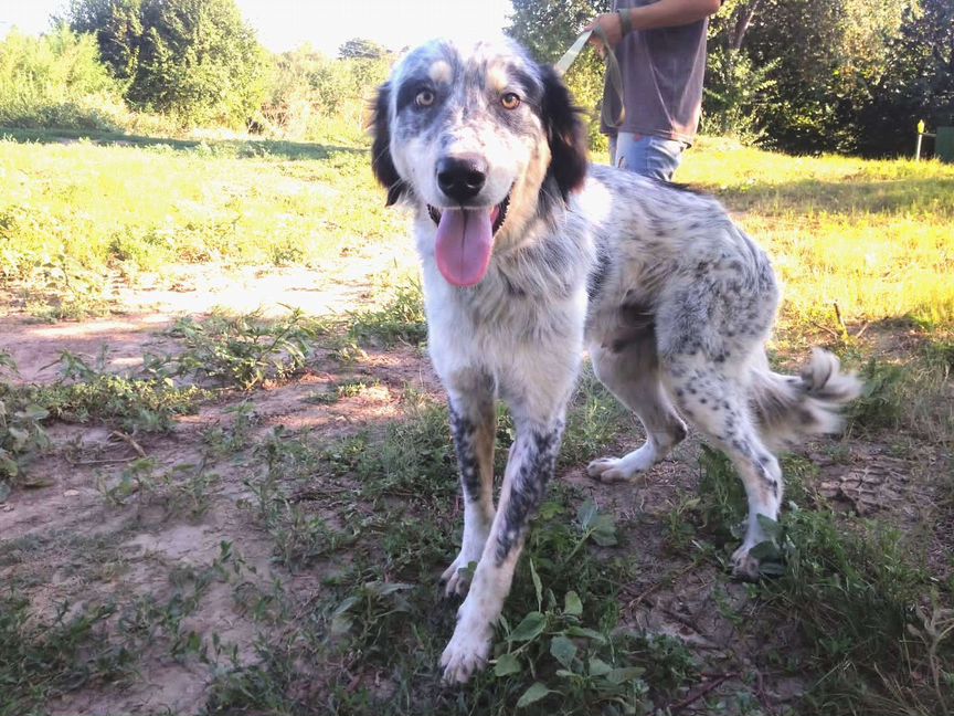 Большой красивый мальчик ищет дом