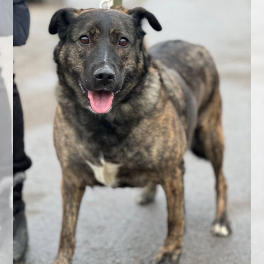 Пухляша Алла