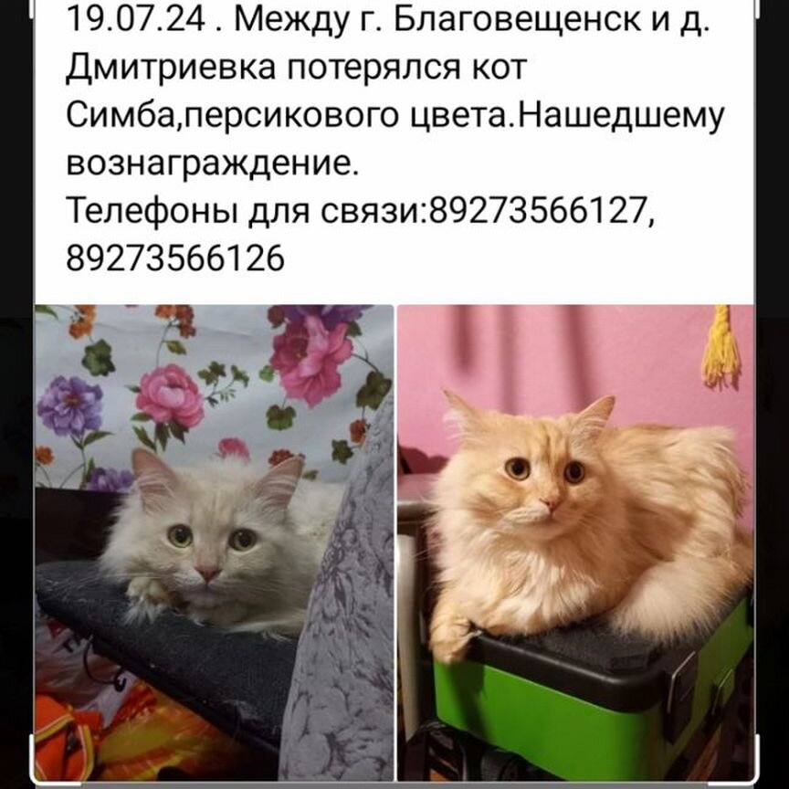 Потерялся кот