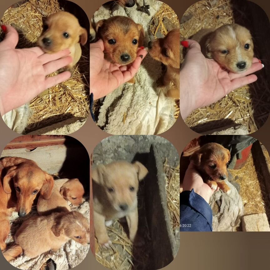 Маленькие кнопки ищут друга. В добрые руки