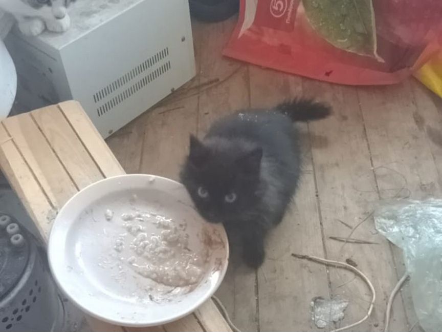 Черный котенок в добрые руки