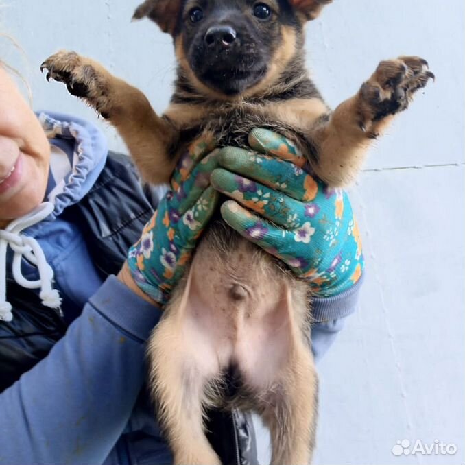 Щеночки 2 месяца с доставкой