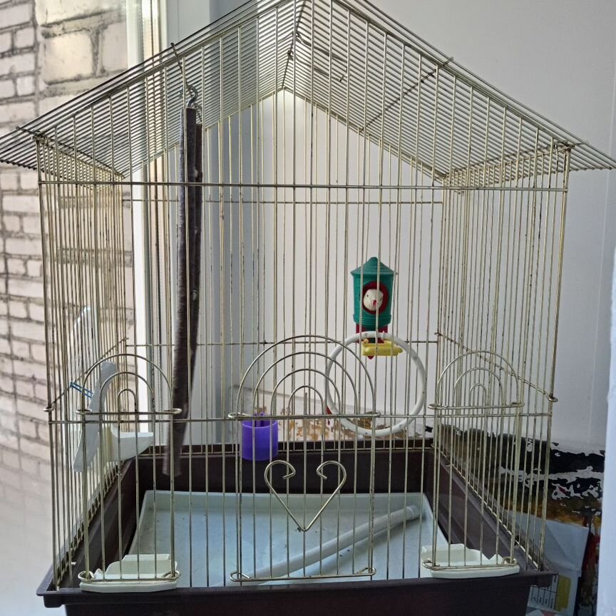 Волнистый попугай