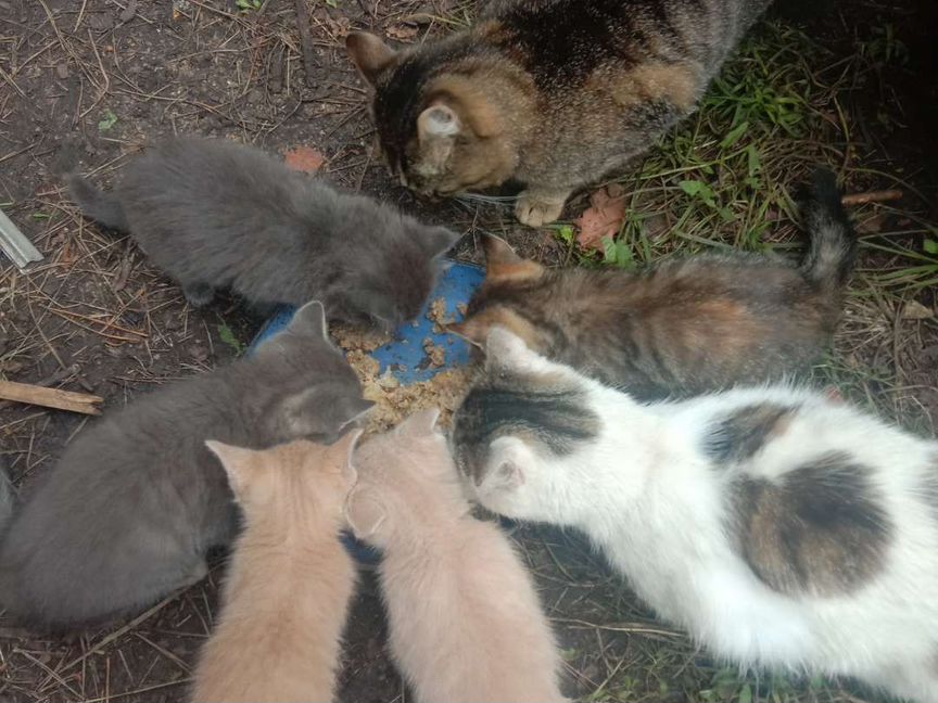 Котята отдам