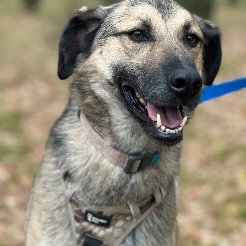Дружелюбный пёс в семью. Жак собака из приюта