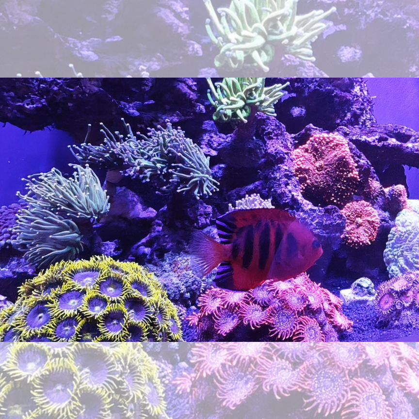 Центропиг огненный (loricula)