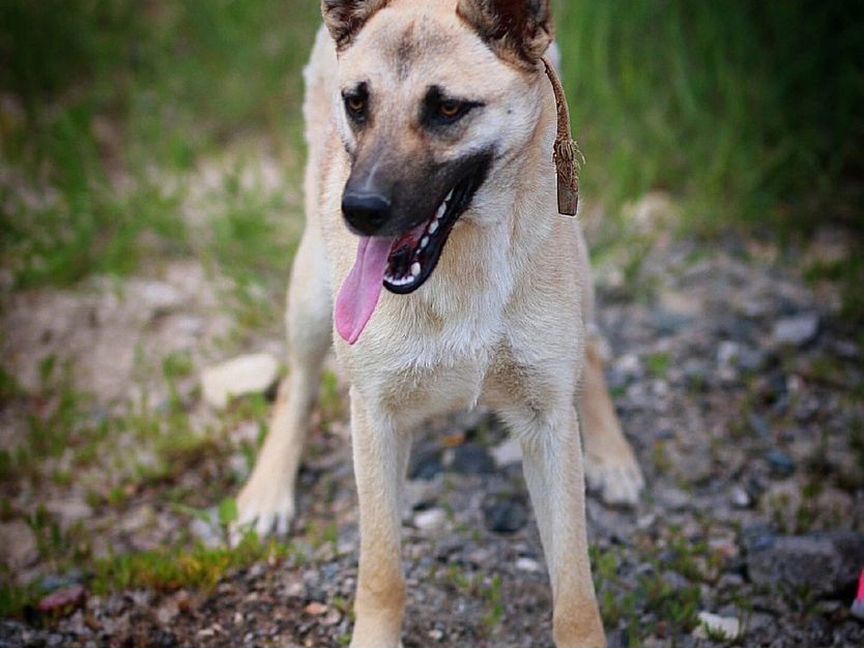 Маня ищет дом