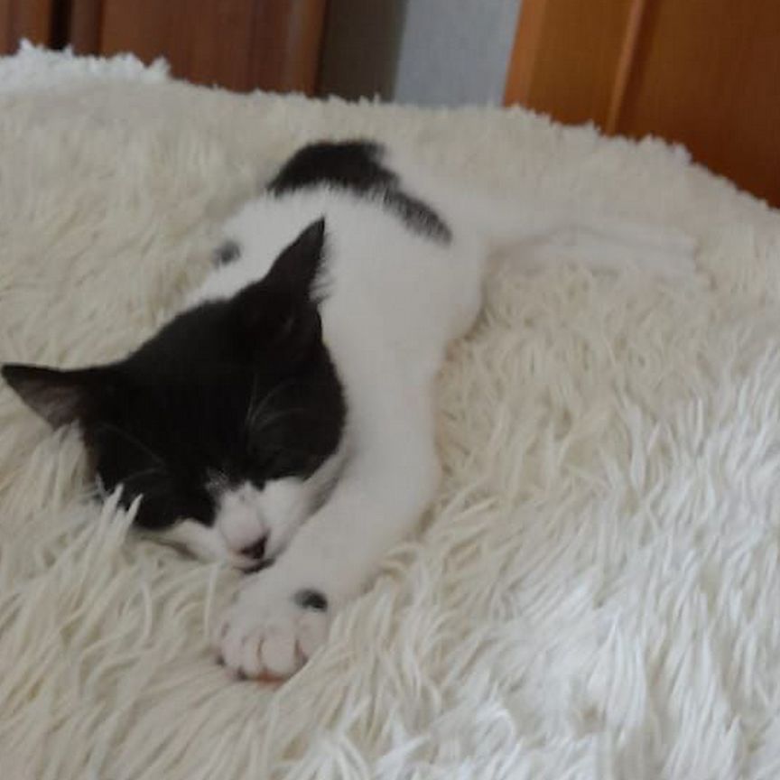 Кошка в дар