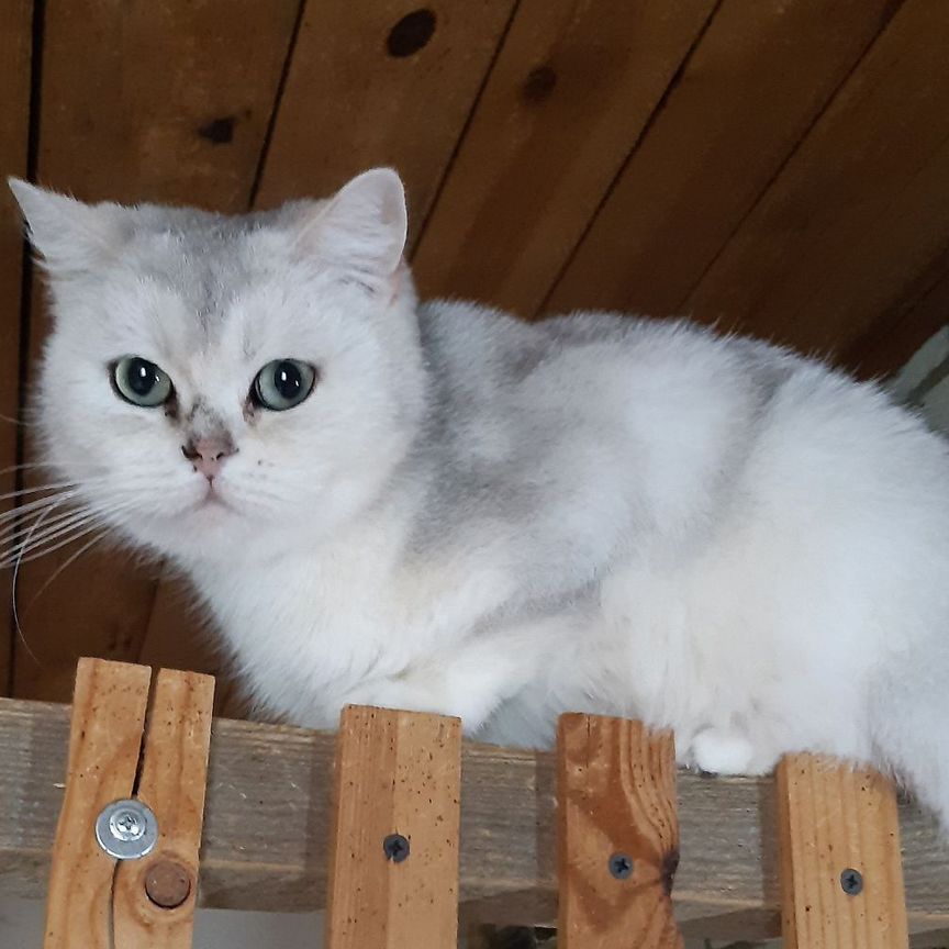 Кошечки шотландские