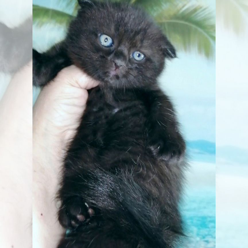 Шотландский вислоухий короткошёрстный котёнок