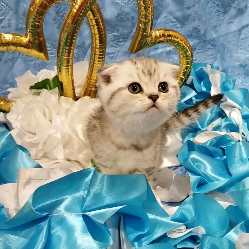 Вислоухий Котенок Девочка - 1,5 месяца