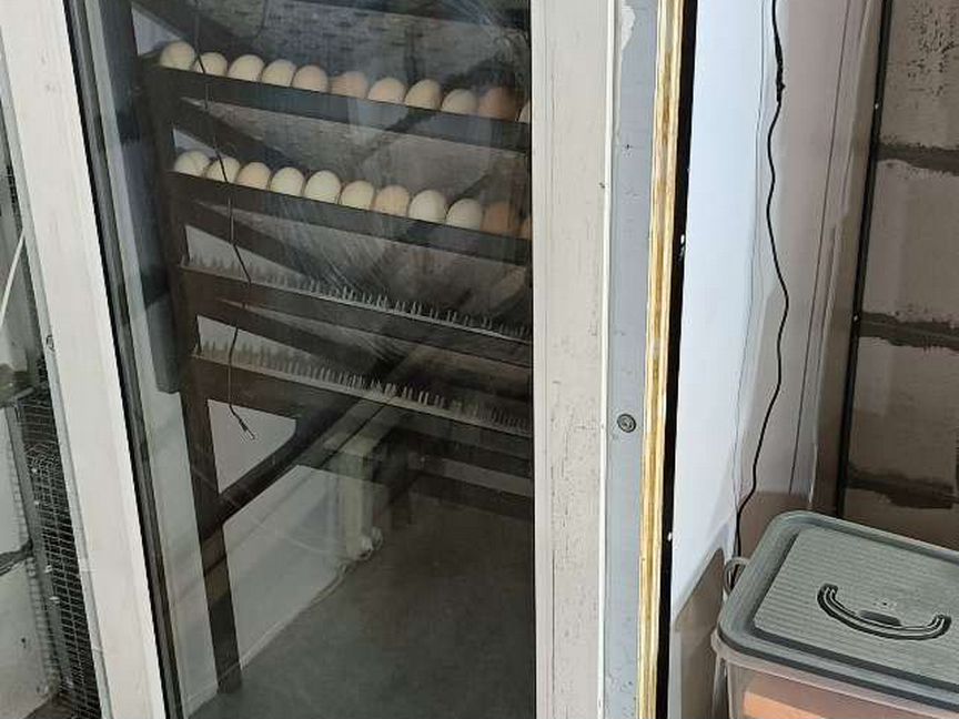 Инкубатор на 1050 яиц
