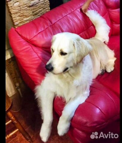 Щеночки и подростки голдена