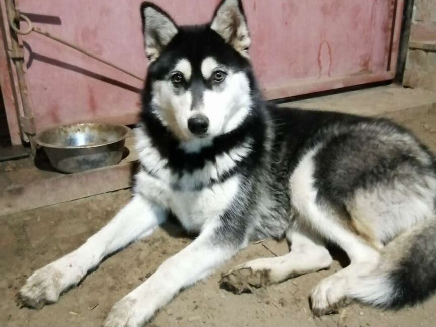 Сибирский хаски