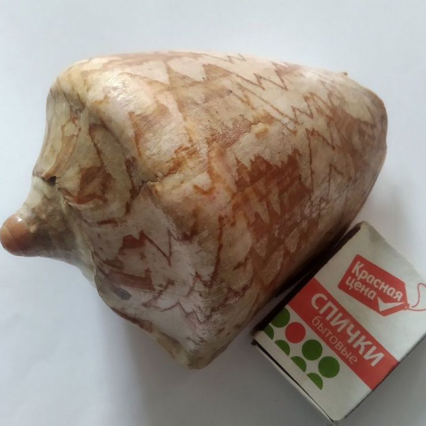 Раковина брюхоногого морского моллюска