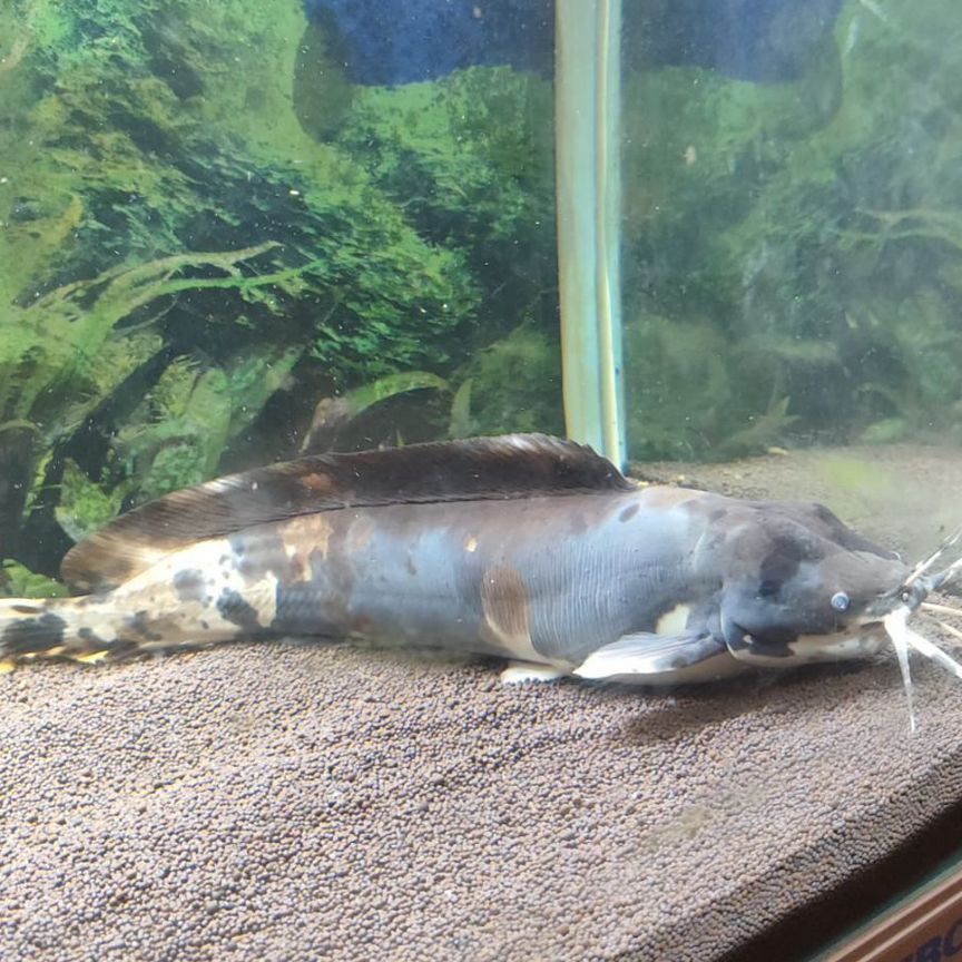 Рыба -сом Клариус