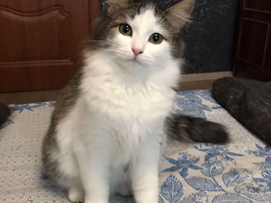 Прекрасная Плюша в добрые руки