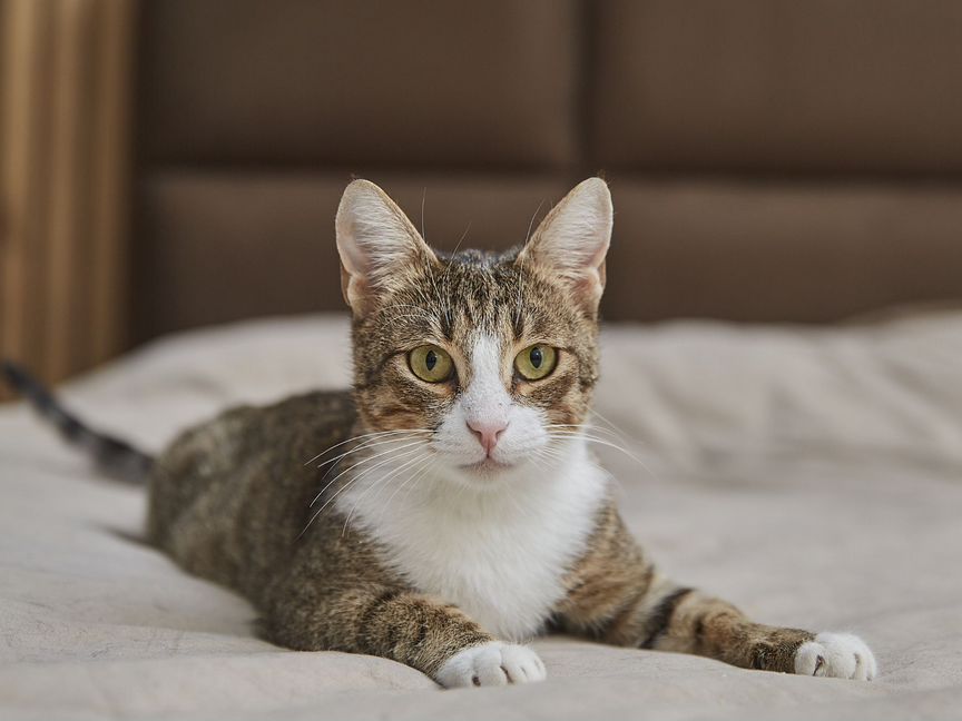 Рыся - молодая кошка в добрые руки