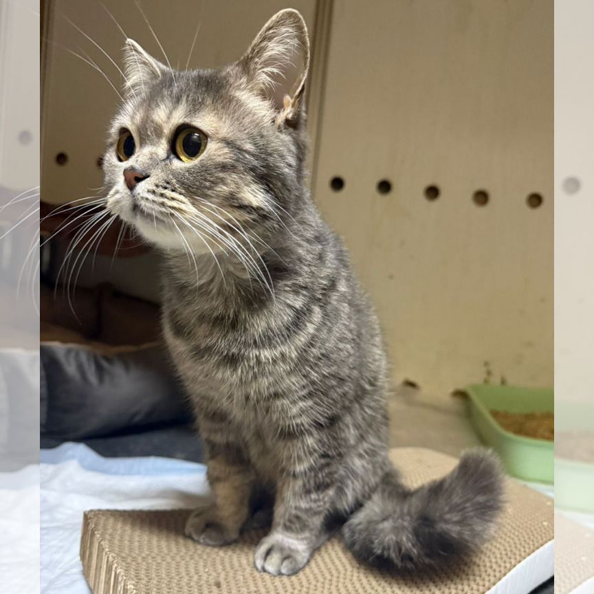 Кошки в добрые руки