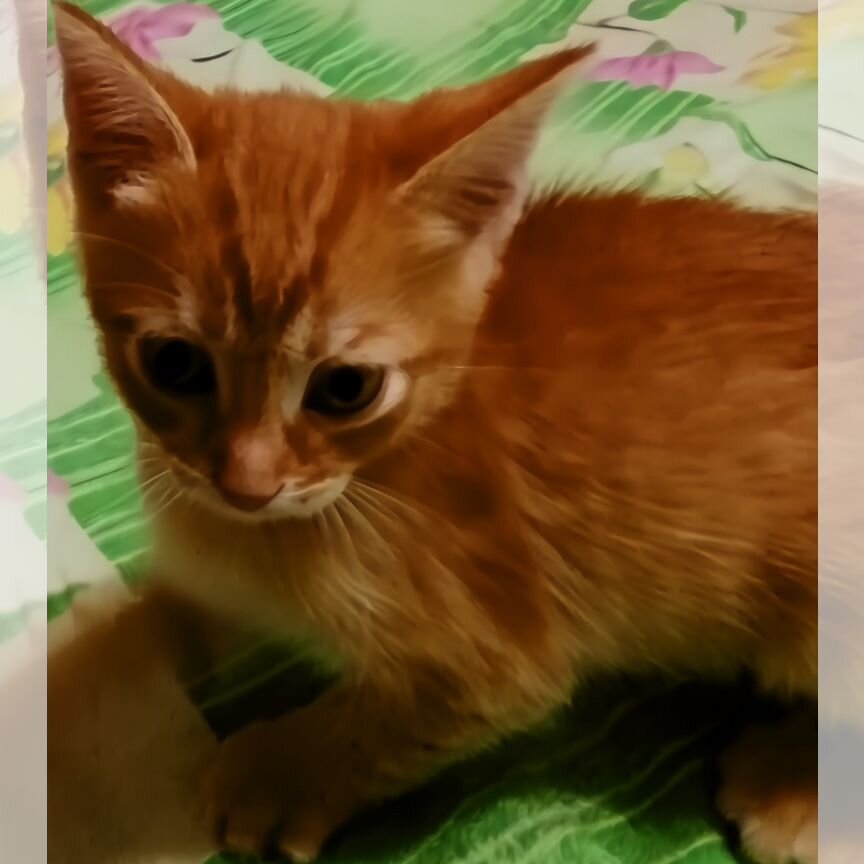 Котёнок в добрые руки