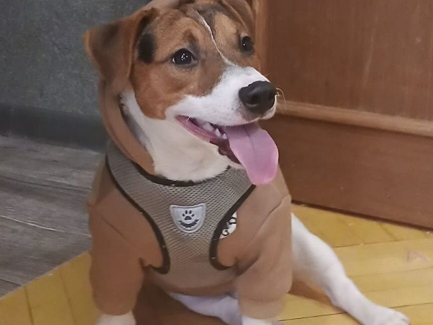 Джек Рассел мальчик ждёт девочку