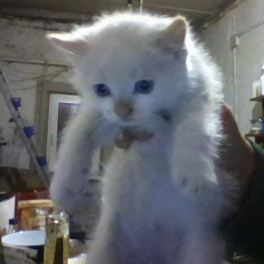 Белый пушистый котенок/котик