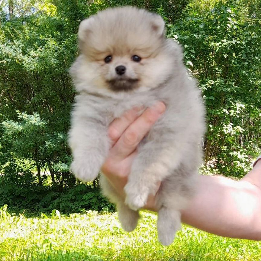 Померанский шпиц, щенок