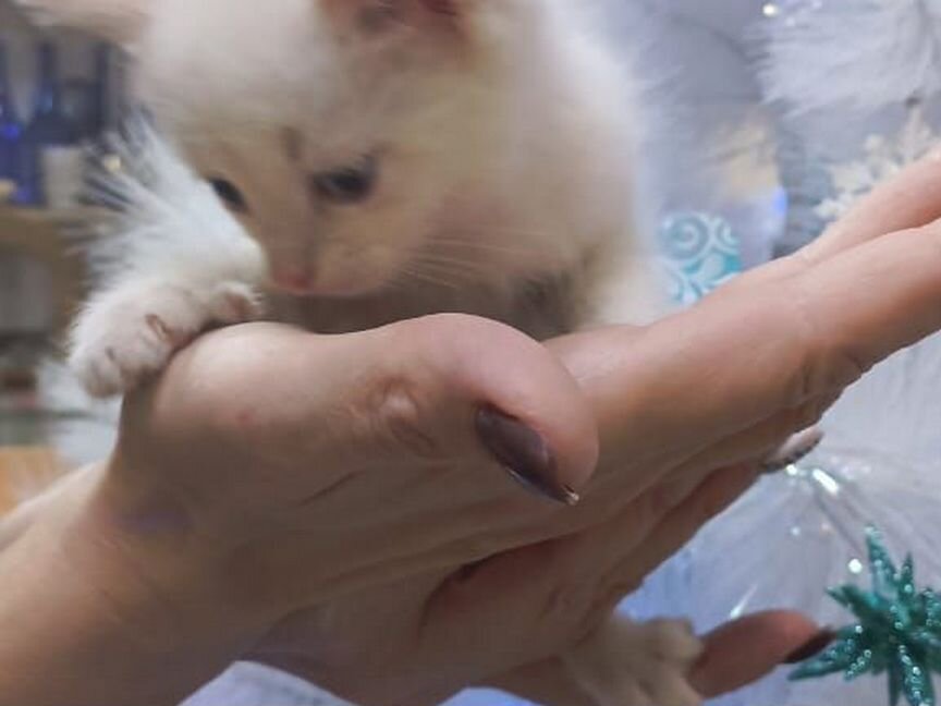 Беспородные котята
