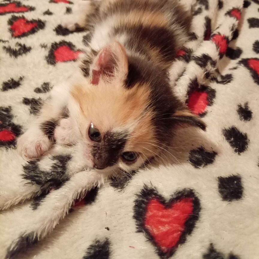 Котёнок в добрые руки