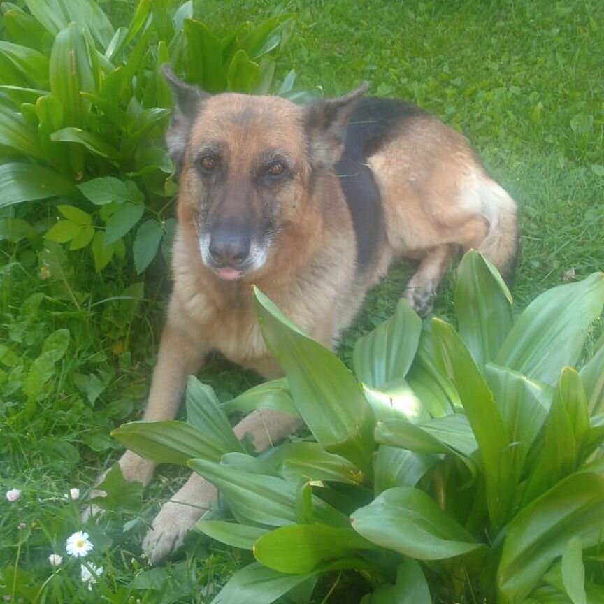 Немецкая овчарка в хорошие руки