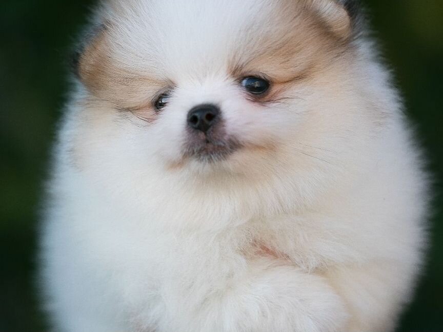 Померанский шпиц медвежьего типа