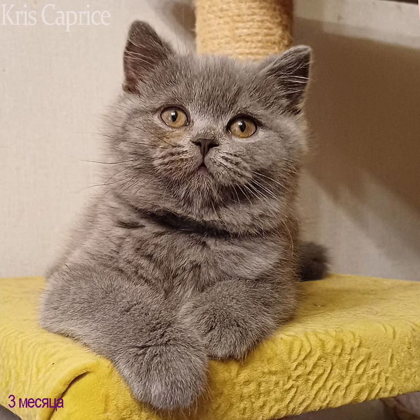 Британский котик, 3 месяца